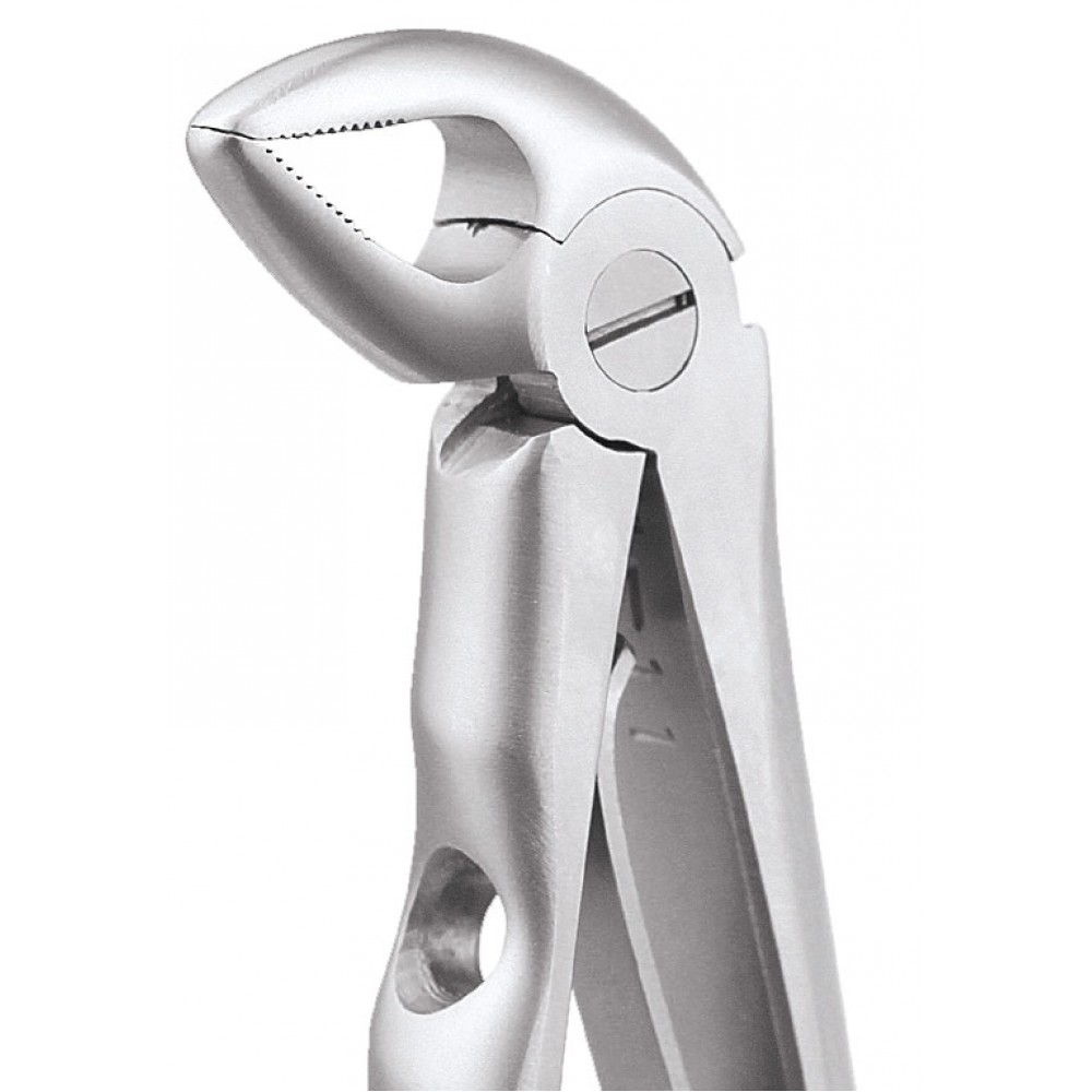 Buy Premium Extraction Forcep Peedo Lower Roots FX3CP GDC ...