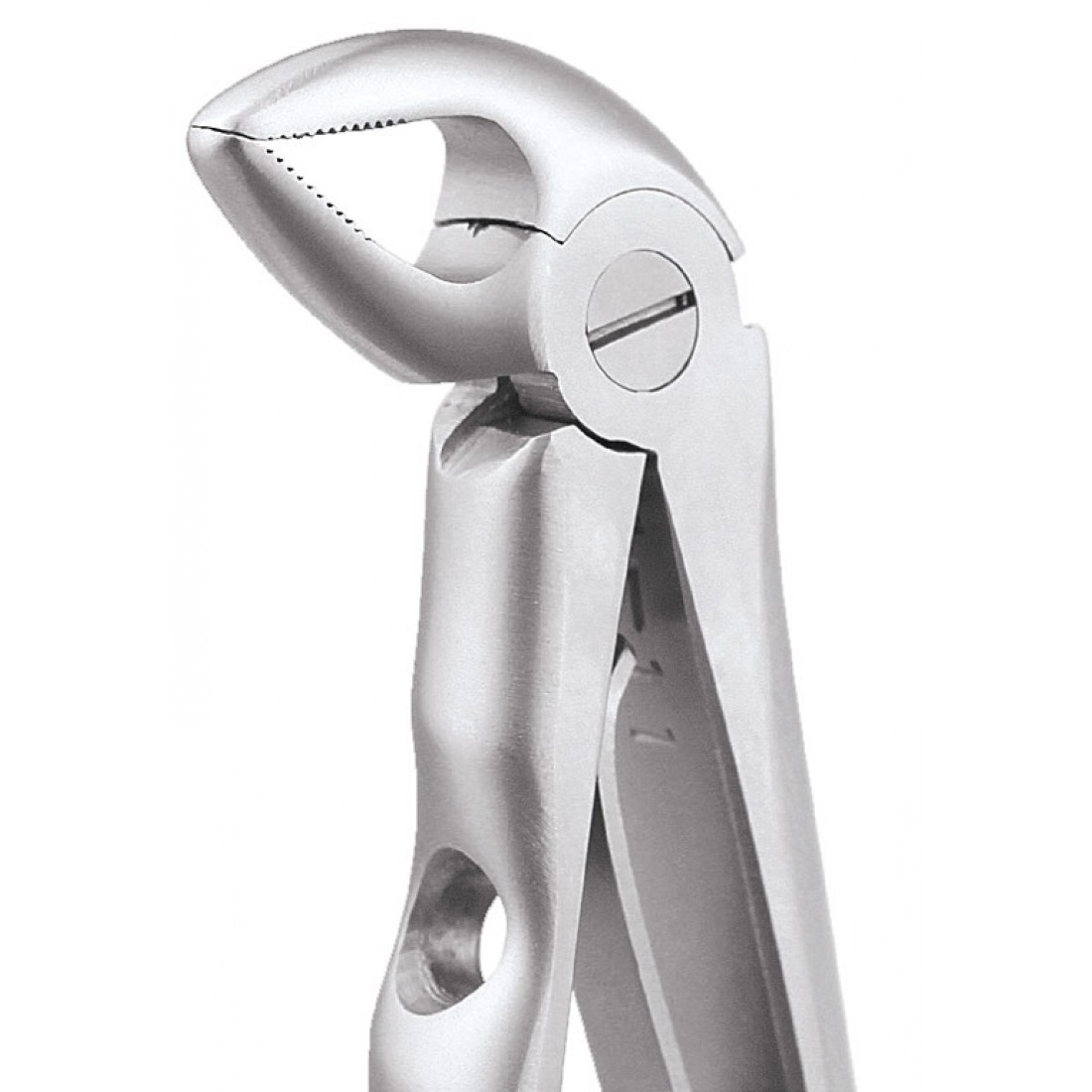 Buy Premium Extraction Forcep Peedo Lower Roots FX3CP GDC ...