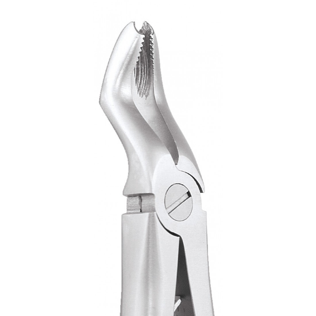 Buy Premium Extraction Forcep Peedo Upper Molars FX6CP GDC ...