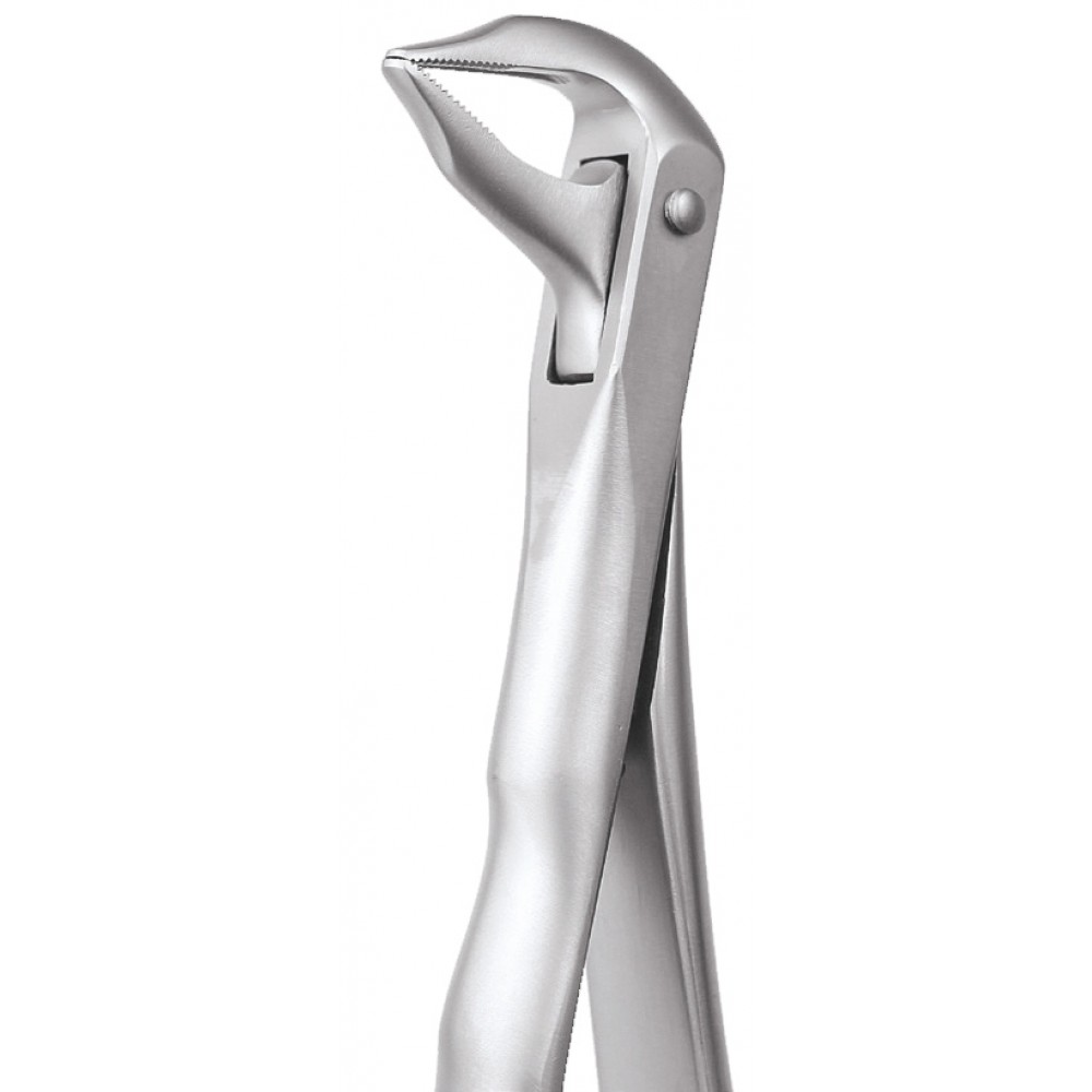 Buy Extraction Forceps Secure Lower Roots SFX959 GDC Online ...