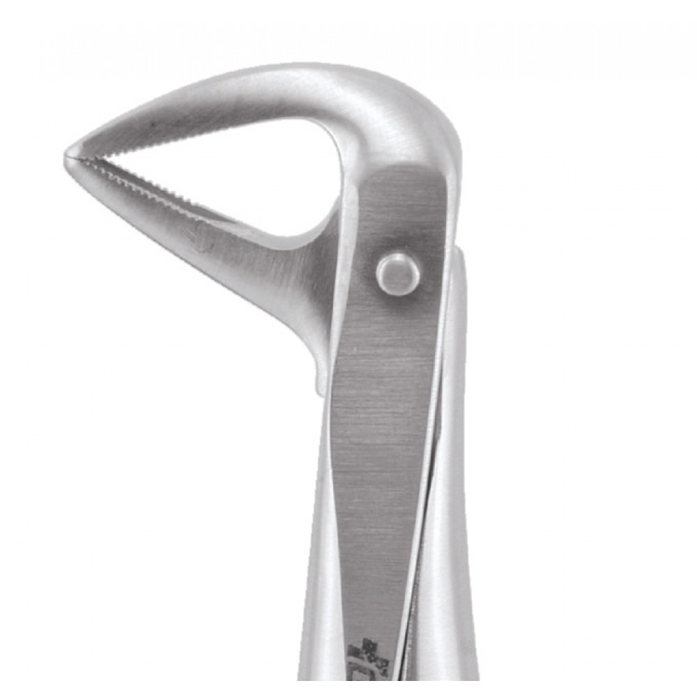 Buy Standard Extraction Forcep Lower Anterior and Roots FX74S ...