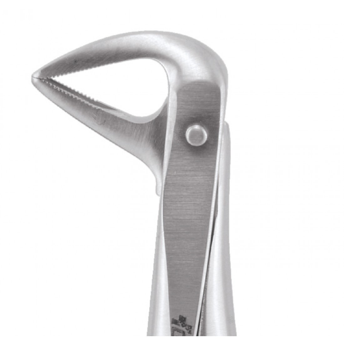 Buy Standard Extraction Forcep Lower Anterior and Roots FX74S ...