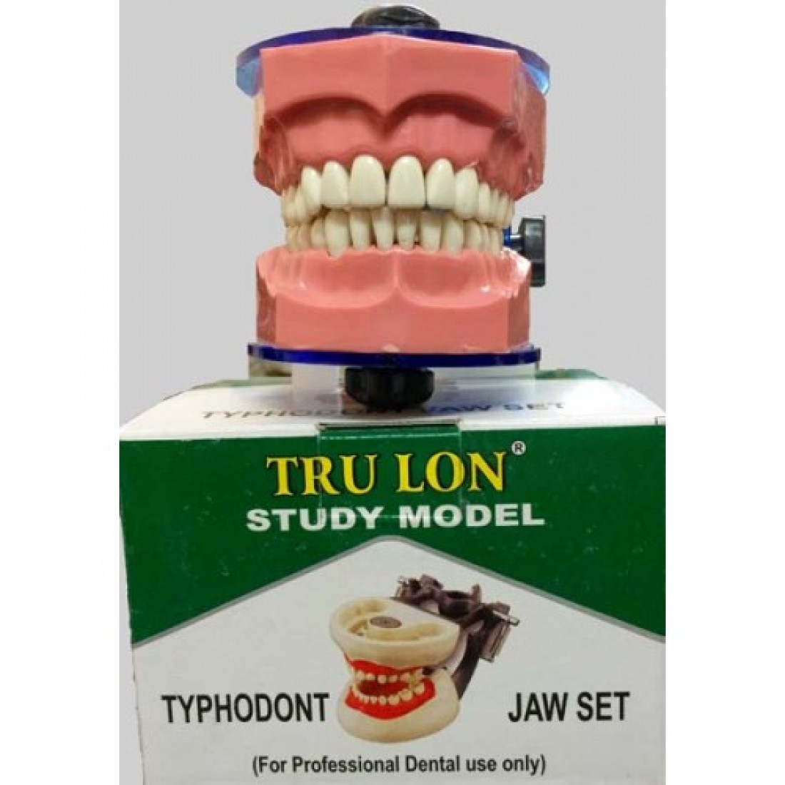 Buy Typodont Jaw Set Trulon Online at Lowest Best Price Guaranteed ...